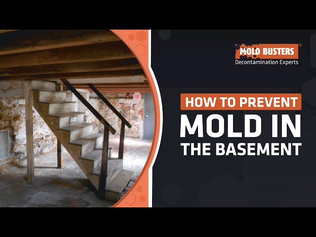How to Prevent Mold in Basements | The Ultimate Guide