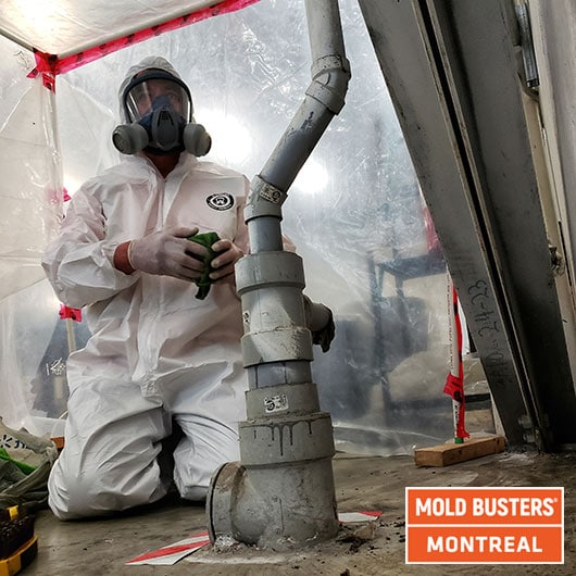 Montreal Mold Removal and Inspection Services - Mold Busters