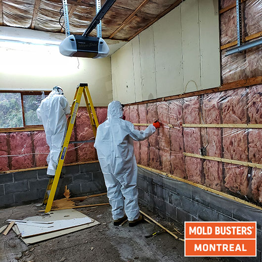 Mold Busters Montreal | Experts for Mold Removal in Montreal