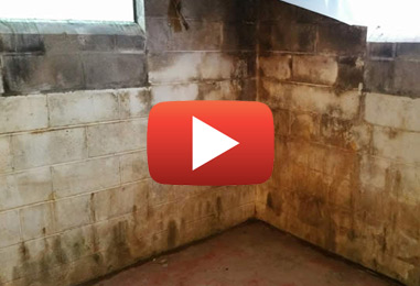 Effective Basement Mold Removal Services - Remove Basement Mold Today