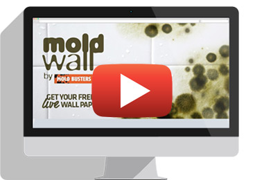 Mold Live Wallpaper by Mold Busters - Cool New Features for Your Phone