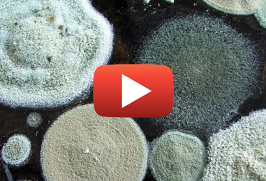 Mold Busters FAQ - Common Mold Questions Answered