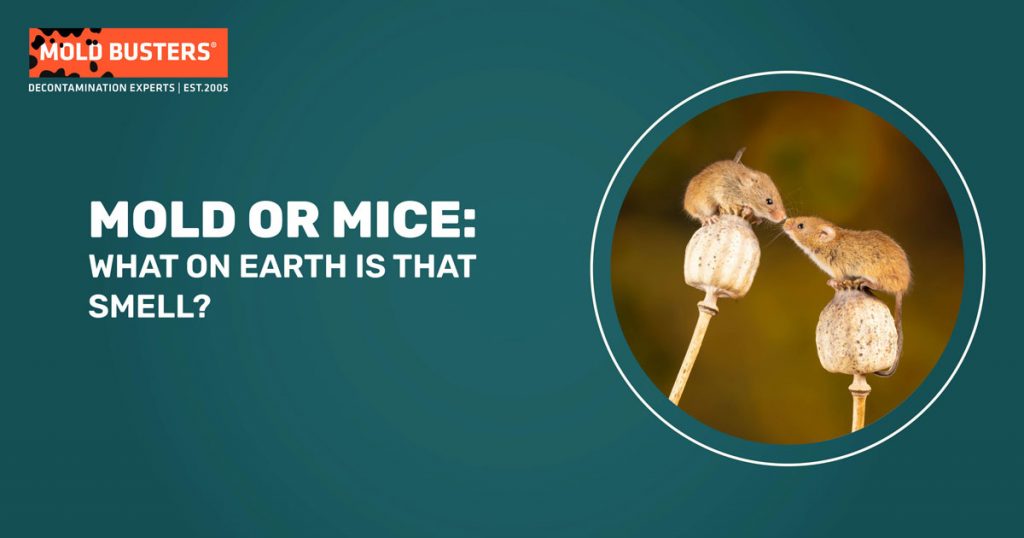 Mold or Mice: What's Behind that Smell? | Mold Busters