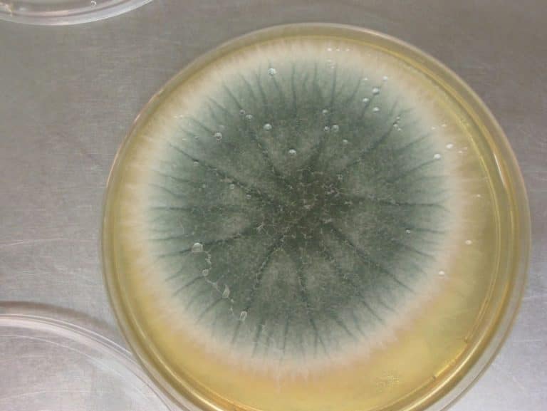 Aspergillus fumigatus - Allergy, Symptoms, & Treatment | Mold Busters