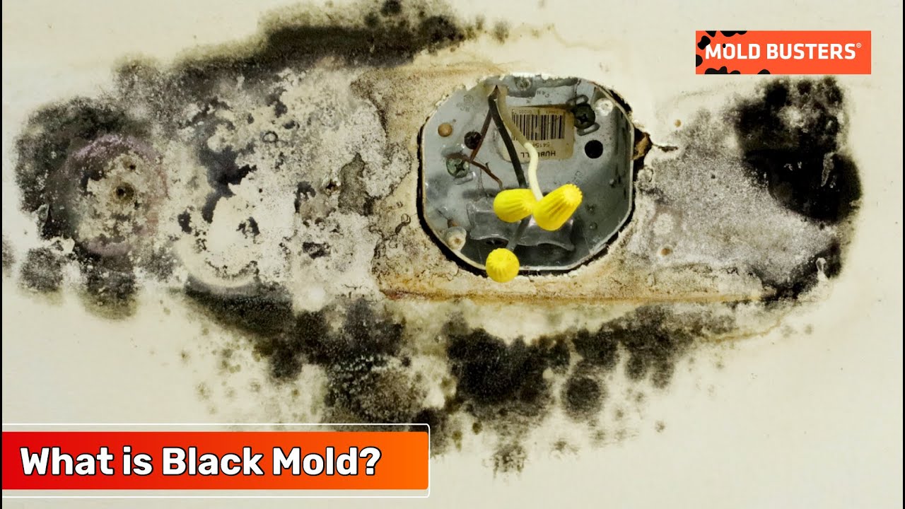Toxic Black Mold