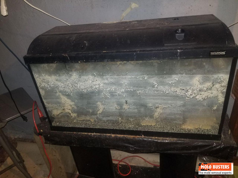 Is White Mold Dangerous? | How to Remove White Mold