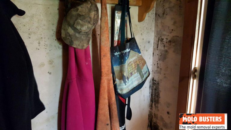 Ultimate Guide to Mold on Clothes: Prevention, Identification, and Removal