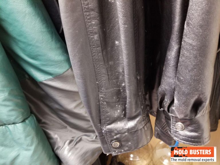 Ultimate Guide to Mold on Clothes: Prevention, Identification, and Removal