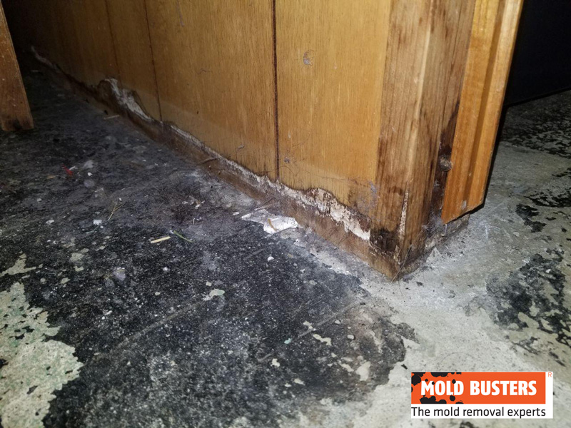 Mold Inspection and Detection Services | Mold Busters