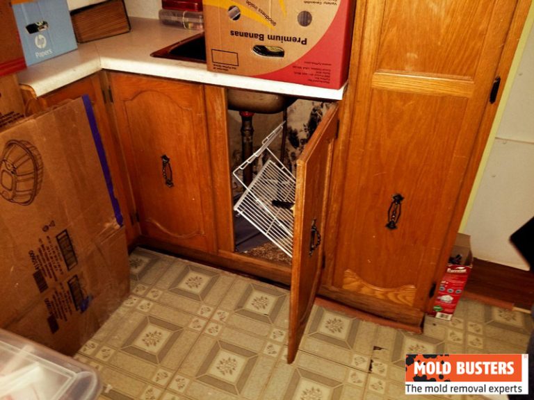 Professional Kitchen Mold Removal Service - Mold Busters