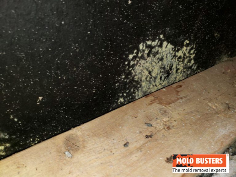 What Is Yellow Mold? | How to Identify & Remove Yellow Mold