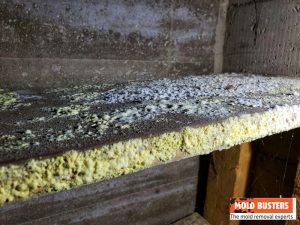 What Is Yellow Mold? | How to Identify & Remove Yellow Mold
