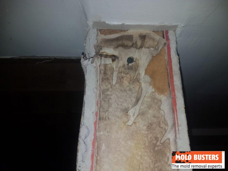 What Is Brown Mold & What Causes It? | Is Brown Mold Safe?
