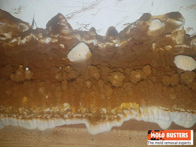 What Is Brown Mold & What Causes It? | Is Brown Mold Safe?