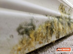 What Is Yellow Mold? | How to Identify & Remove Yellow Mold