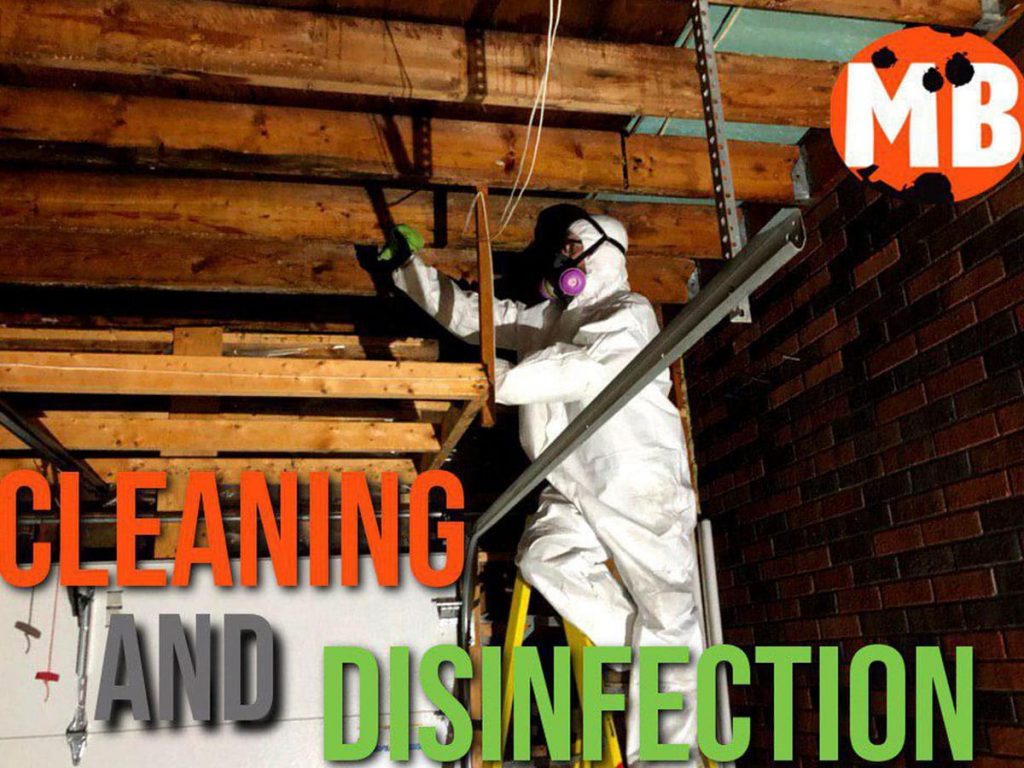 Professional Disinfection Services - Mold Busters