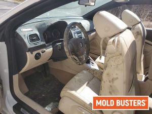 Car Mold | Professional Car Mold Removal Services