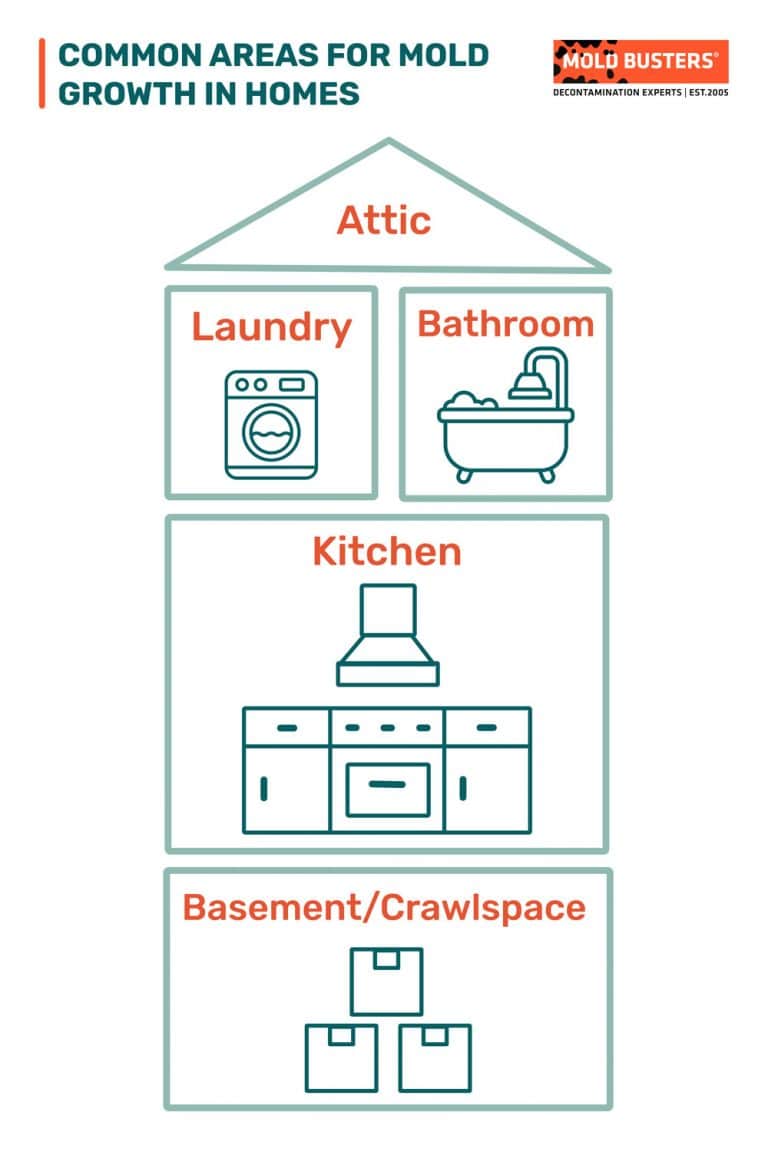 Where Does Mold Grow | Common Places for Household Mold