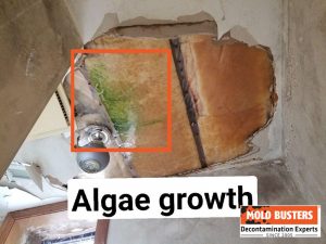Mold on Insulation - Ultimate Guide with All Questions Answered