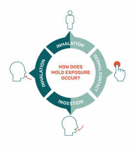 Health Effects of Mold: Dangers, Risks and Prevention Tips