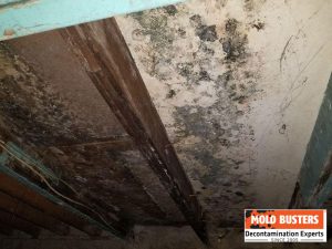 Mold on Insulation - Ultimate Guide with All Questions Answered