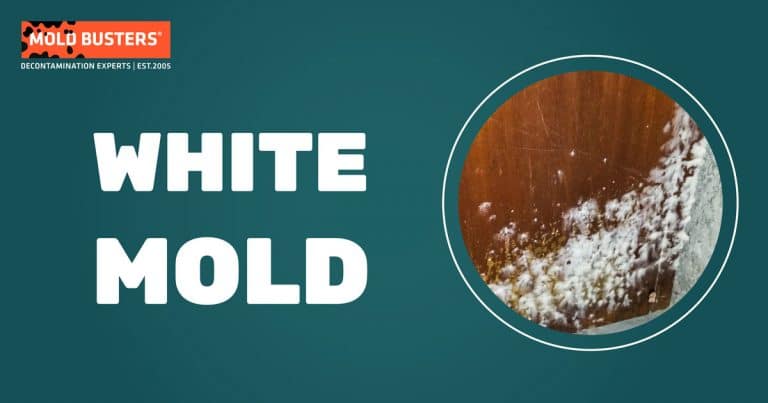 White Mold: Is It Dangerous & How to Remove It? - Mold Busters