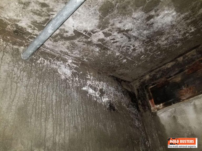 White Mold: Is It Dangerous & How to Remove It? - Mold Busters