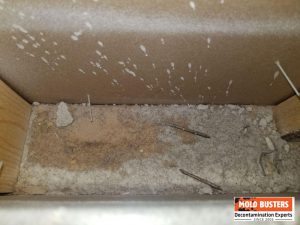 White Mold: Is It Dangerous & How to Remove It? - Mold Busters