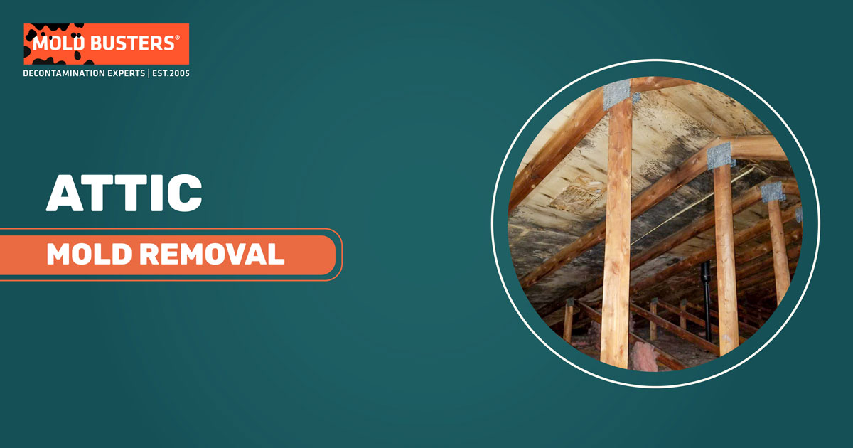 Attic Mold Removal Services | Mold Busters