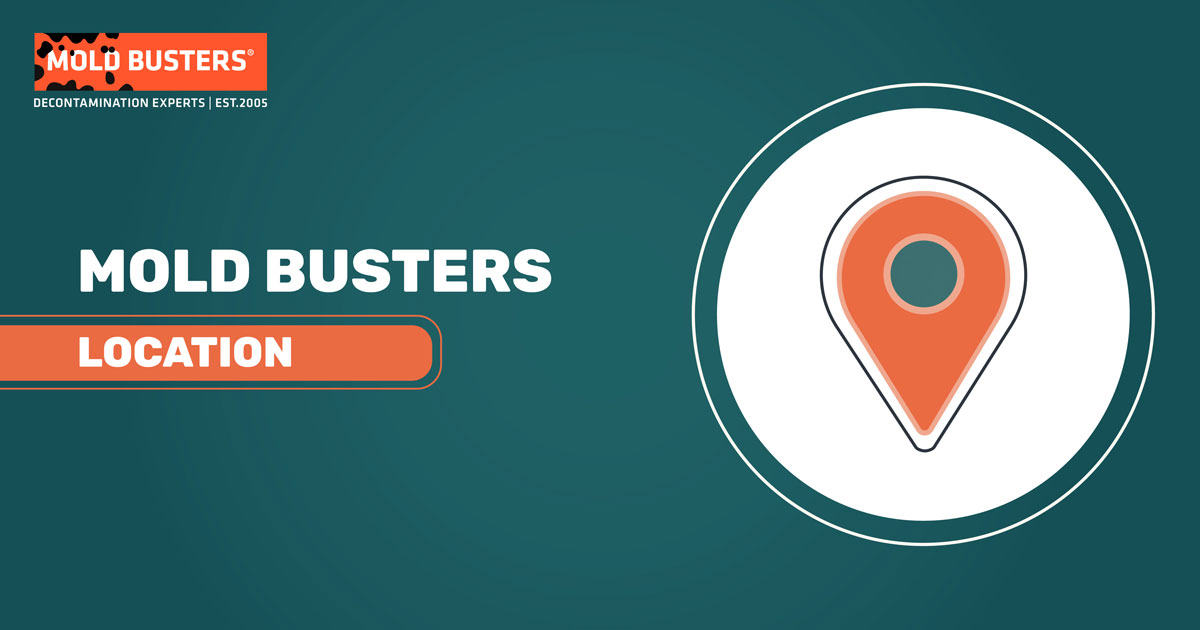 Mold Remediation Experts Near Me & Online Booking | Mold Busters