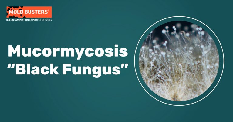 Mucormycosis - Infection, Treatment and Predisposing Factors