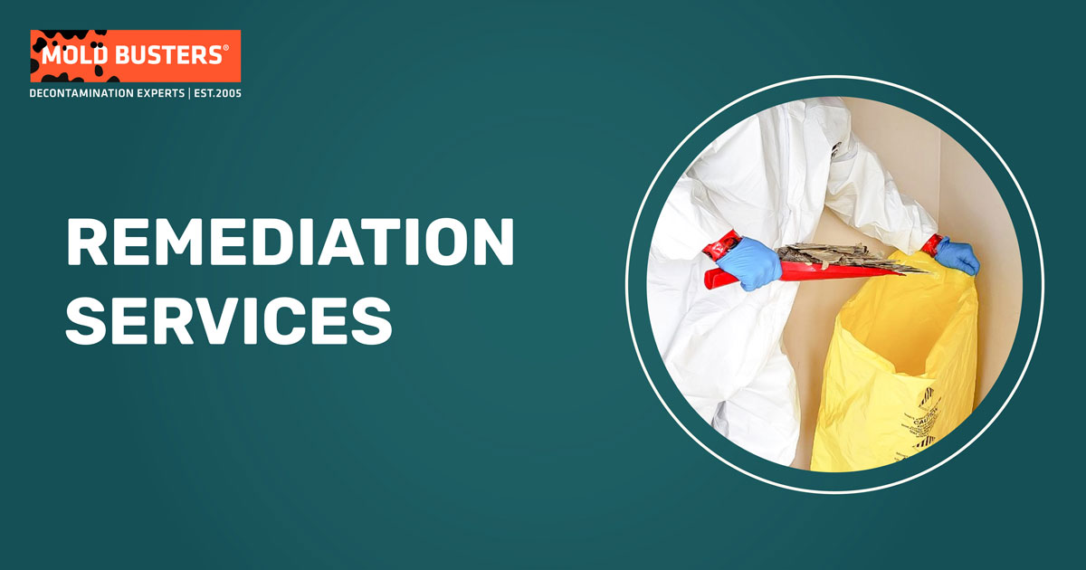 Remediation Services in Ottawa and Montreal - Mold Busters