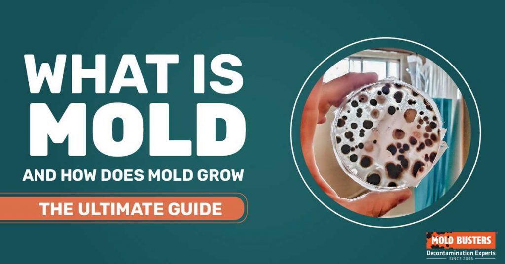 What Is Mold? | Everything You Need to Know About Mold