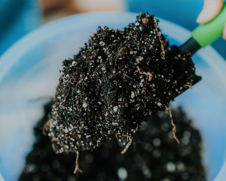 Mold on Houseplant Soil: How to Prevent and Get Rid of It?