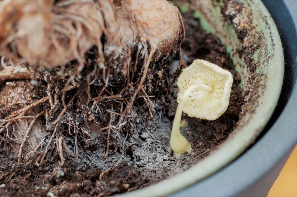 Mold on Houseplant Soil: How to Prevent and Get Rid of It?