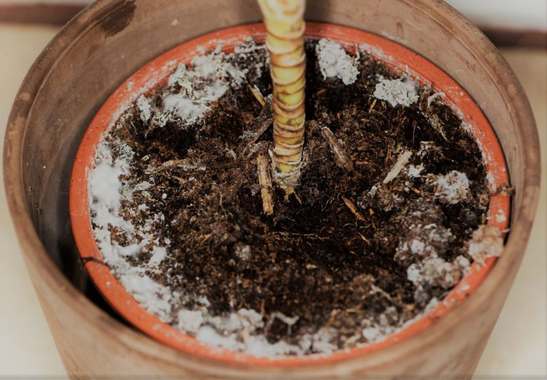 Mold on Houseplant Soil: How to Prevent and Get Rid of It?