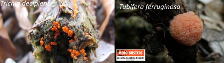 What Is Orange Mold & Is It Dangerous? | Orange Mold Facts