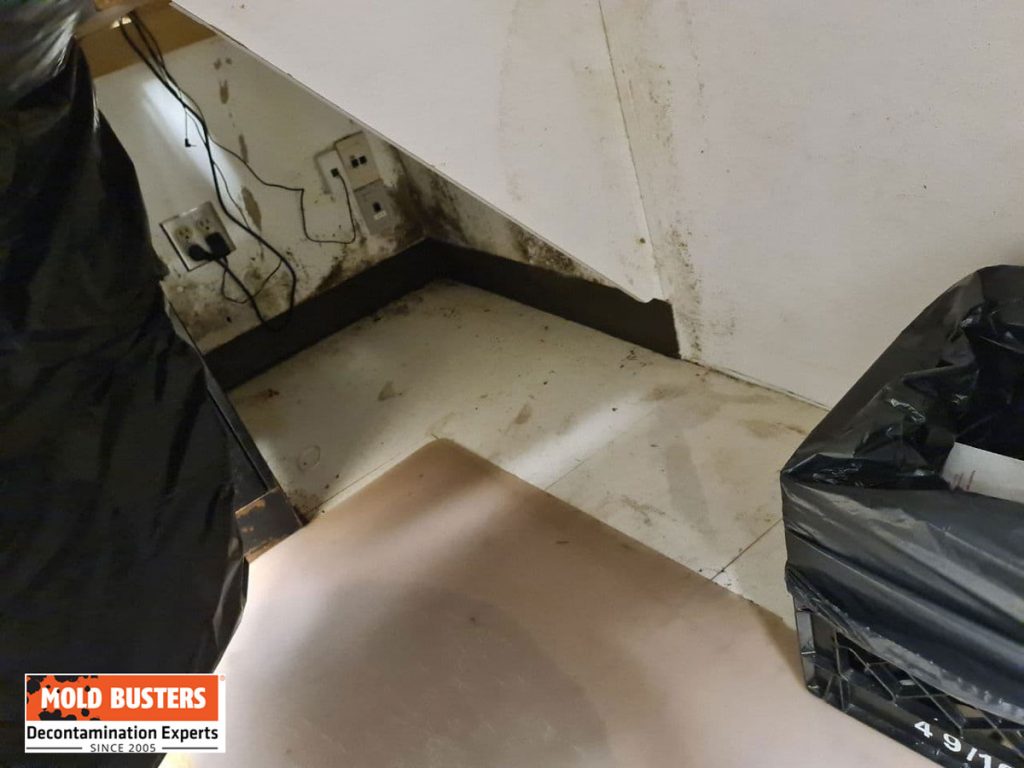 Mold in Workplace - What to Do if You Find Mold in Your Workplace