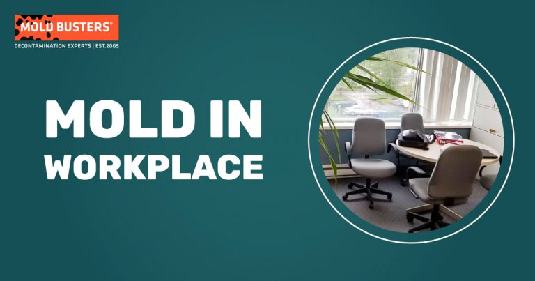 Mold in Workplace - What to Do if You Find Mold in Your Workplace