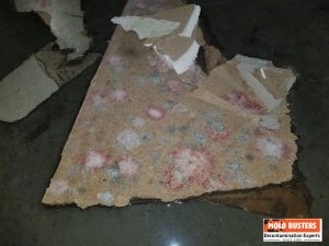 Pink Mold - Is it Dangerous and How to Prevent Growth (Complete Guide)
