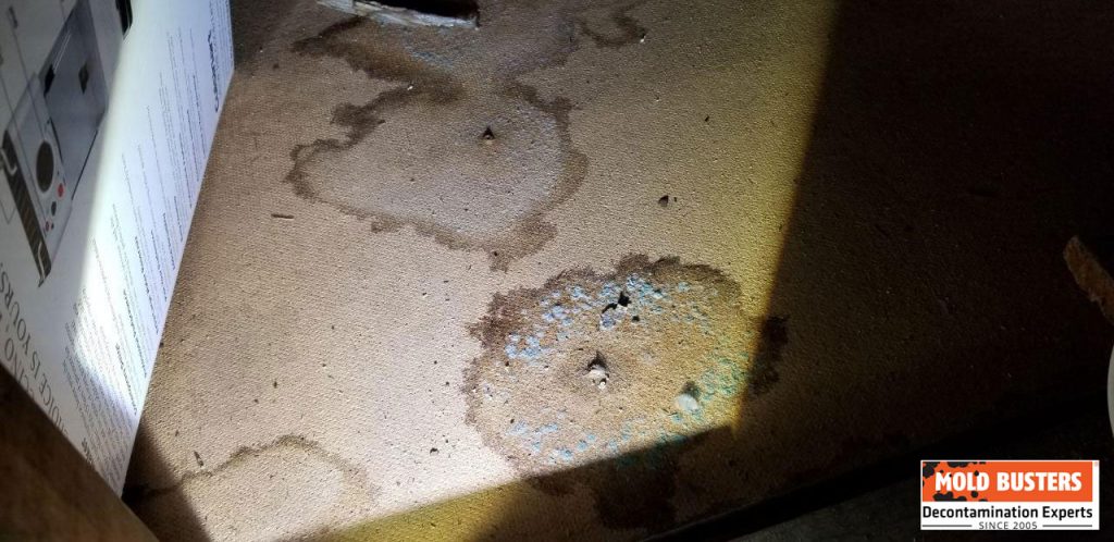 Mold in Carpet - Health Risks and Can Old Carpet Make You Sick