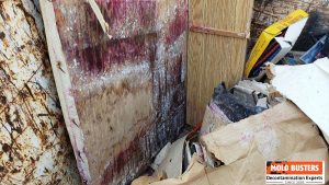 Pink Mold - Is it Dangerous and How to Prevent Growth (Complete Guide)