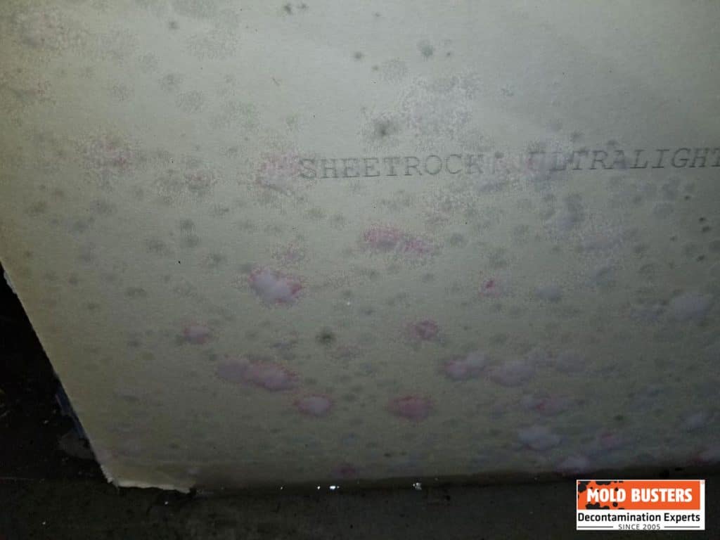 Pink Mold - Is it Dangerous and How to Prevent Growth (Complete Guide)