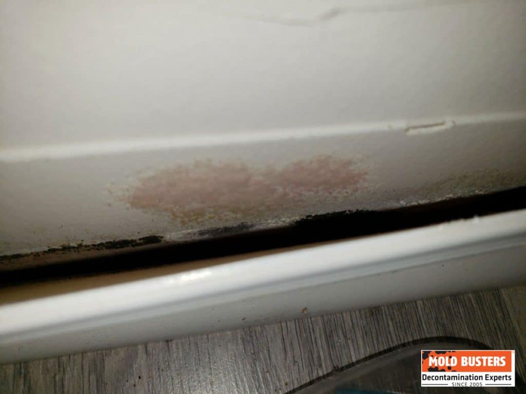 Pink Mold - Is it Dangerous and How to Prevent Growth (Complete Guide)