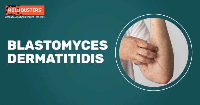 Blastomyces Dermatitidis - Dimorphic Fungi - Health Effects & Treatment