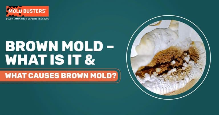 What Is Brown Mold & What Causes It? | Is Brown Mold Safe?