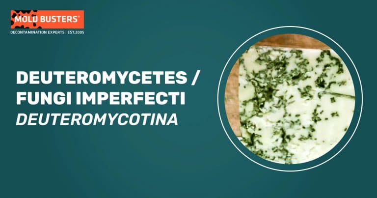 Deuteromycetes / Fungi Imperfecti - Ecology, Classification and Impact