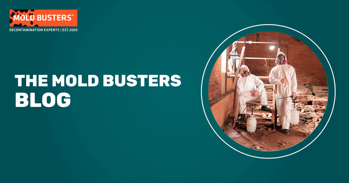 Mold Busters Blog - Practical Advice & Tips from the Experts