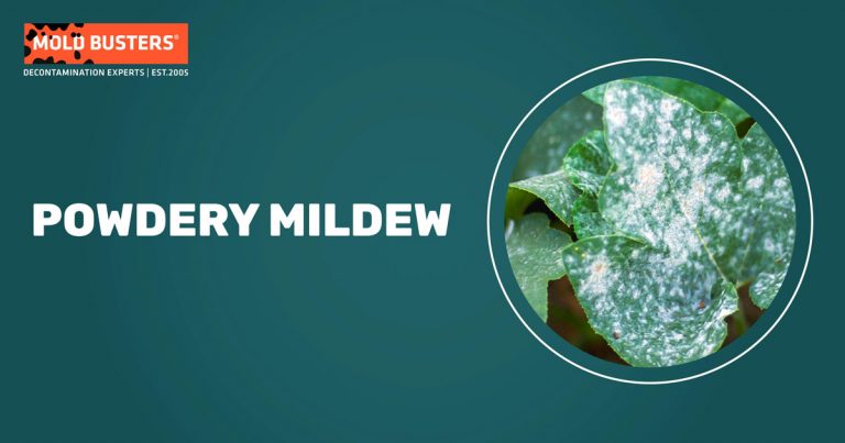 Is Powdery Mildew Harmful to Humans | Mold Busters
