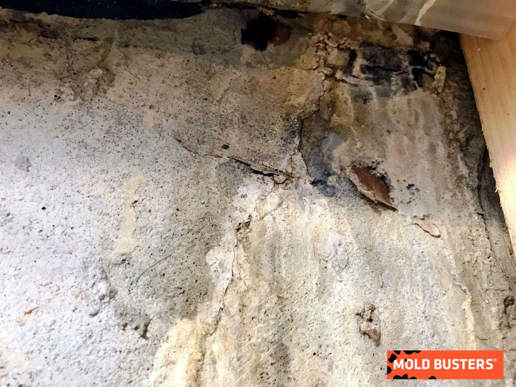 Mold vs Efflorescence - How to Identify the Difference?